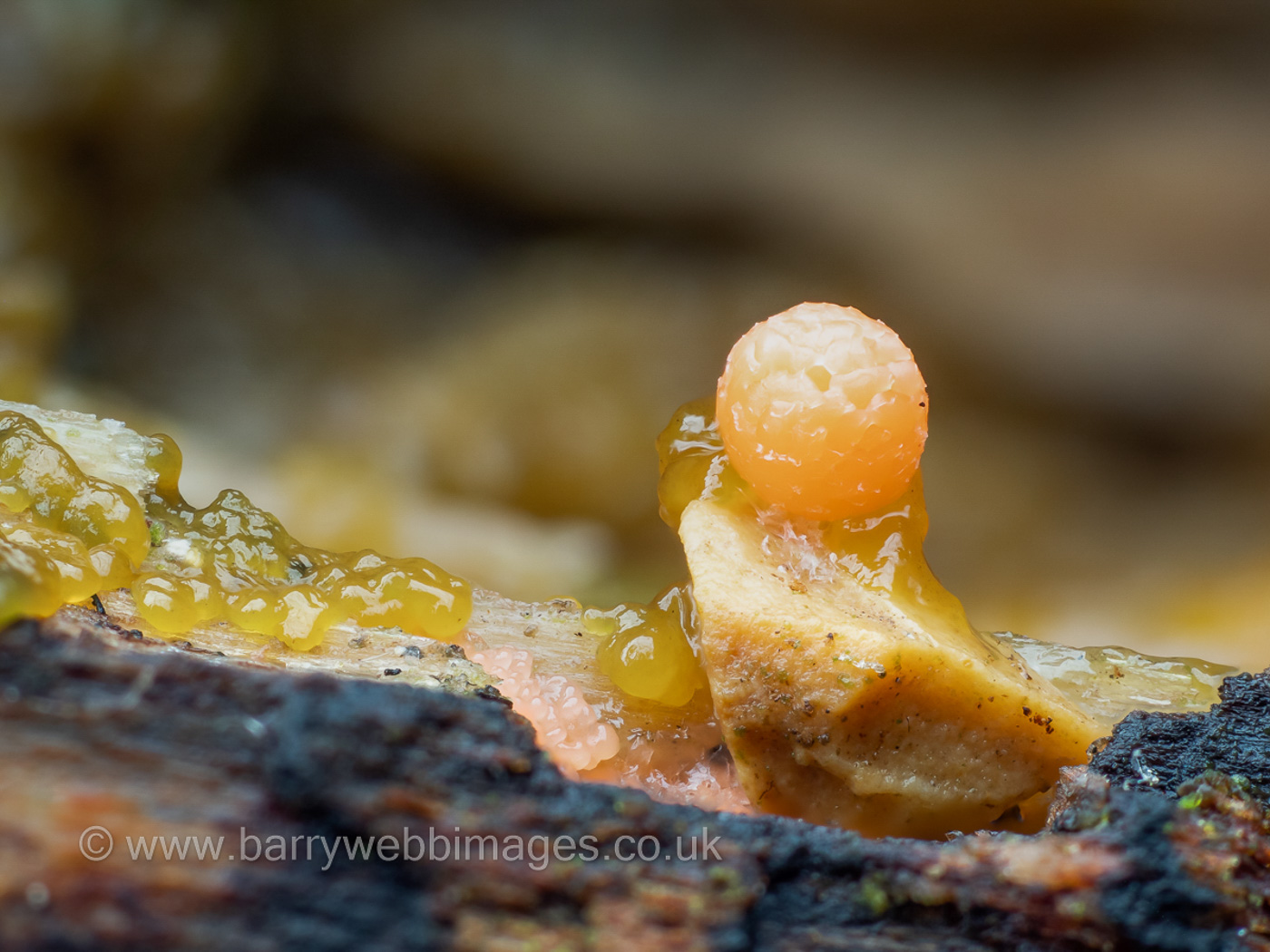 Photo by Barry Webb